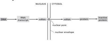 Solved 84. In principle, a eukaryotic cell can regulate gene | Chegg.com