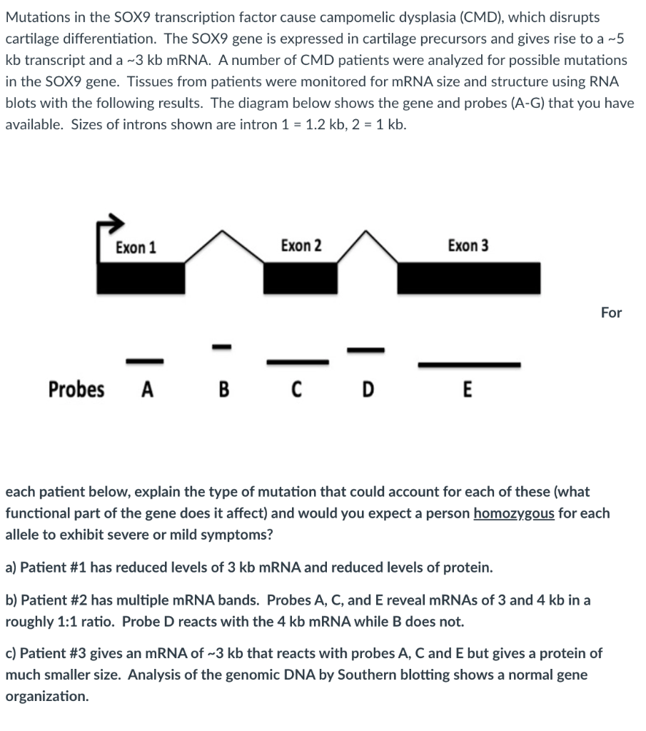 Mutations in the SOX9 transcription factor cause | Chegg.com