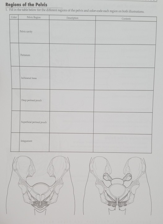 Solved Help with regions of the pelvis? Fill in the table | Chegg.com