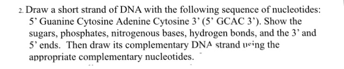 Solved 2. Draw a short strand of DNA with the following | Chegg.com
