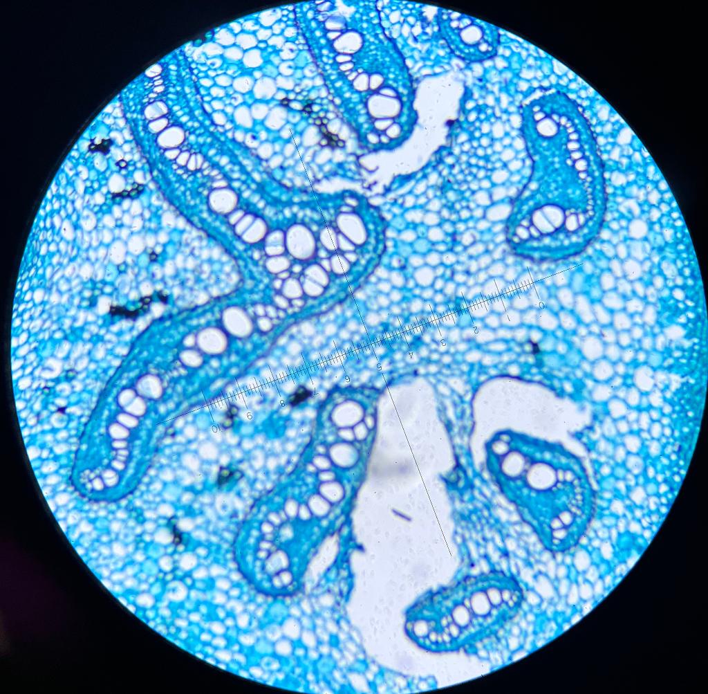 Solved Label what you see in this Ferm Stem cells | Chegg.com