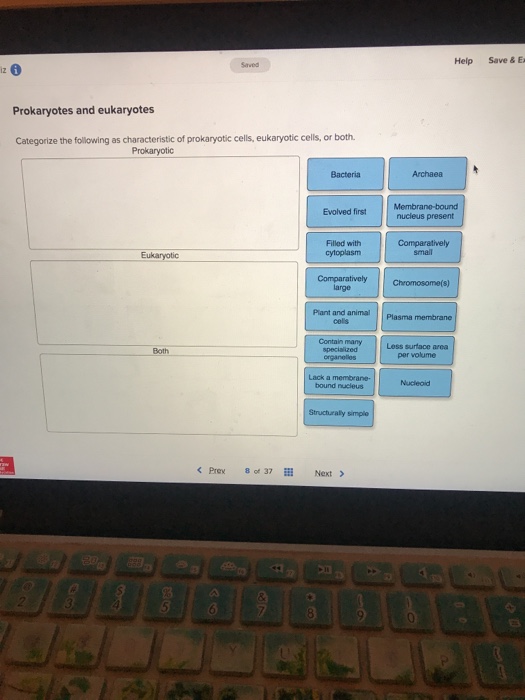 Solved Help Save & Ex Saved Prokaryotes and eukaryotes | Chegg.com Solved Help Save & Ex Saved Prokaryotes and eukaryotes | Chegg.com