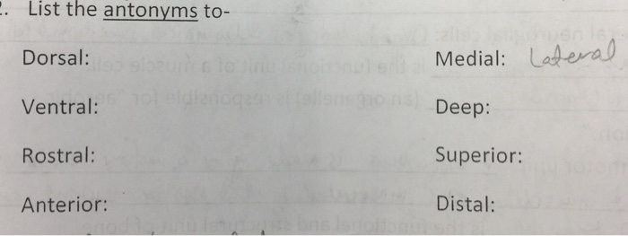 Solved List the antonyms to- Dorsal: Medial: Ventral: | Chegg.com