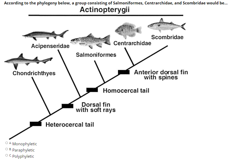 Solved According to the phylogeny below, a group consisting | Chegg.com