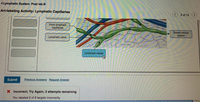 Solved ymphatic System. Post lab.B -labeling Activity: | Chegg.com