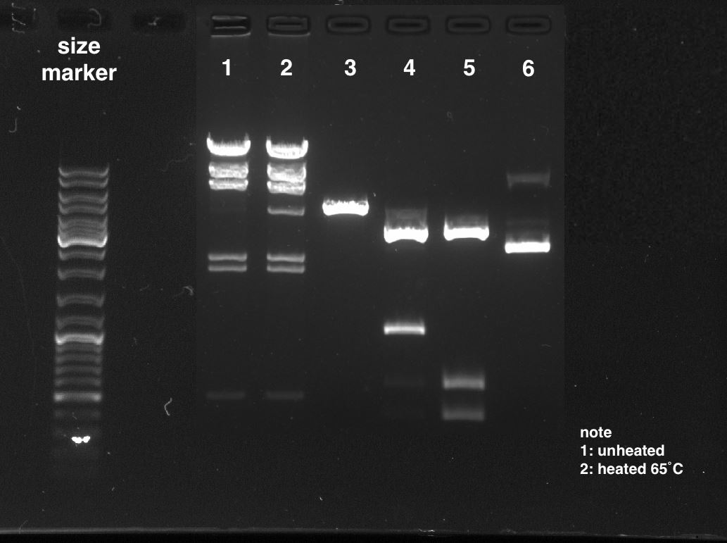 Solved Compare the two lambda DNA digest, what are he | Chegg.com