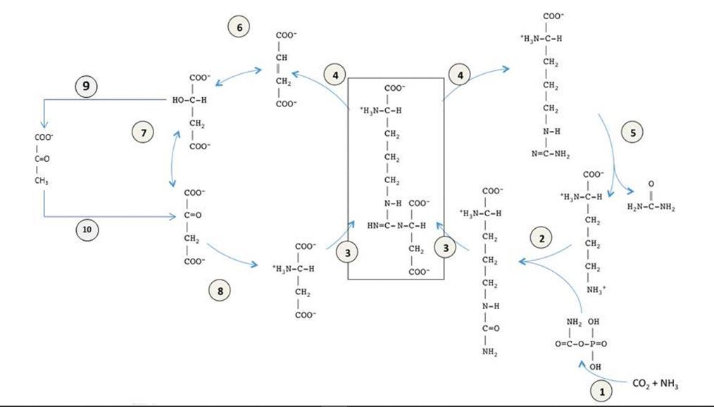 Solved Could someone tell me what composite pathway this is? | Chegg.com
