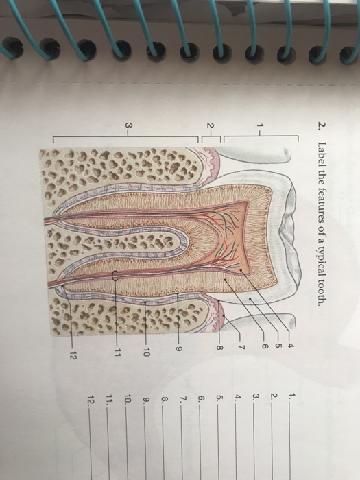 Solved 2. Label the features of a typical tooth 10 10. 12 12 | Chegg.com