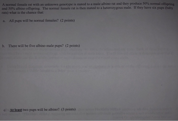 Solved A normal female rat with an unknown genotype is mated | Chegg.com