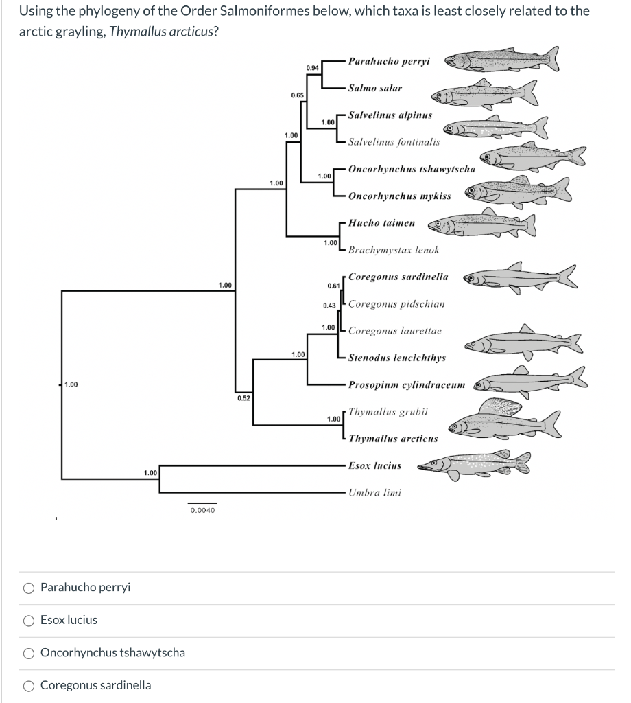 Solved Using the phylogeny of the Order Salmoniformes below, | Chegg.com
