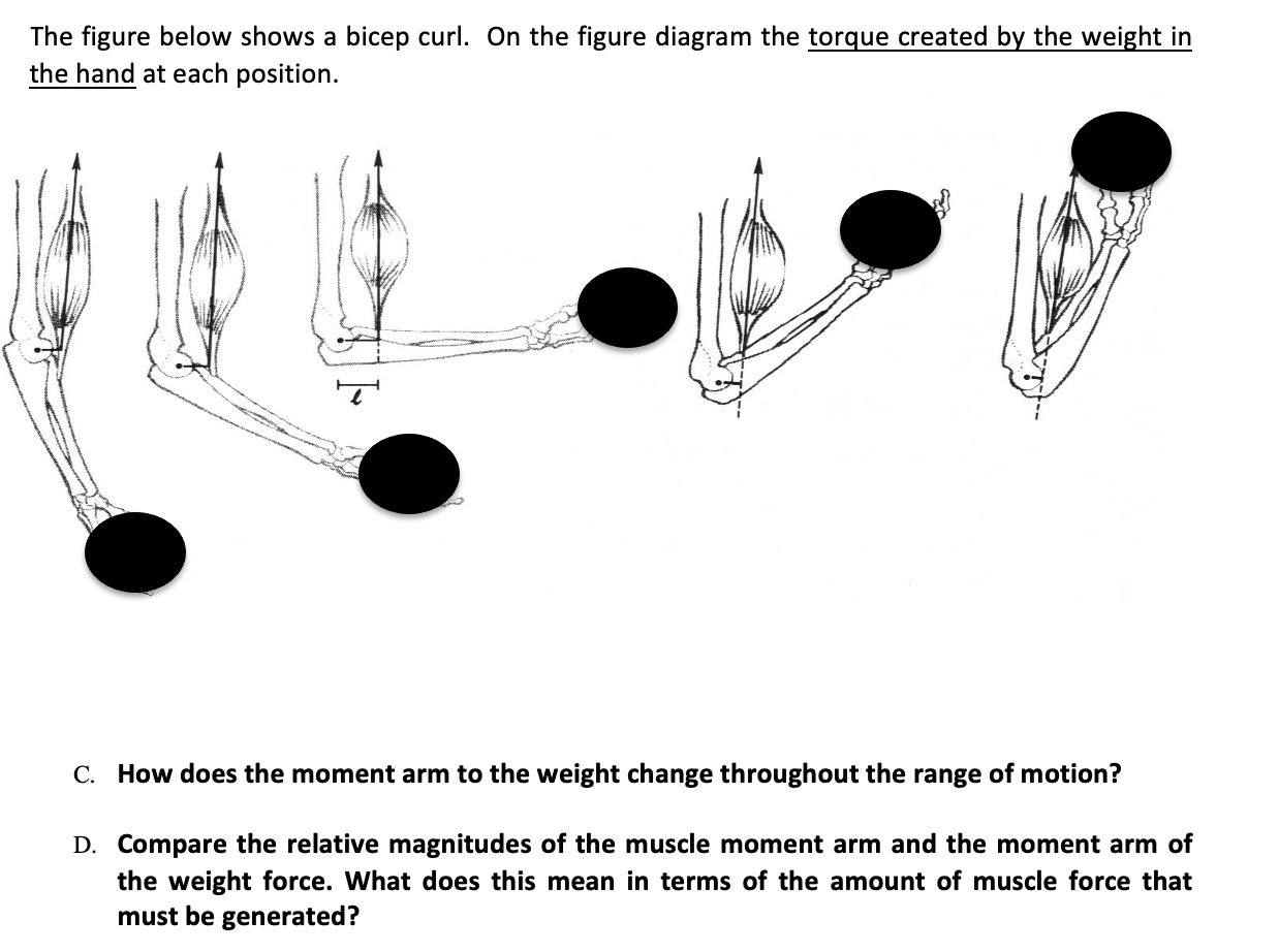 Solved The figure below shows a bicep curl. On the figure | Chegg.com