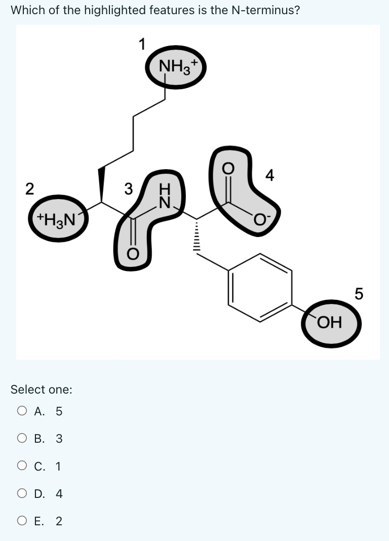 Solved Which of the highlighted features is the N-terminus? | Chegg.com