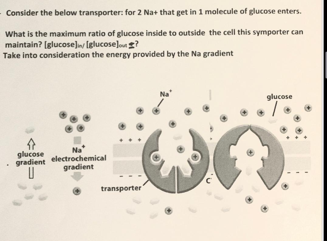 Solved Consider the below transporter: for 2Na+ that get in | Chegg.com