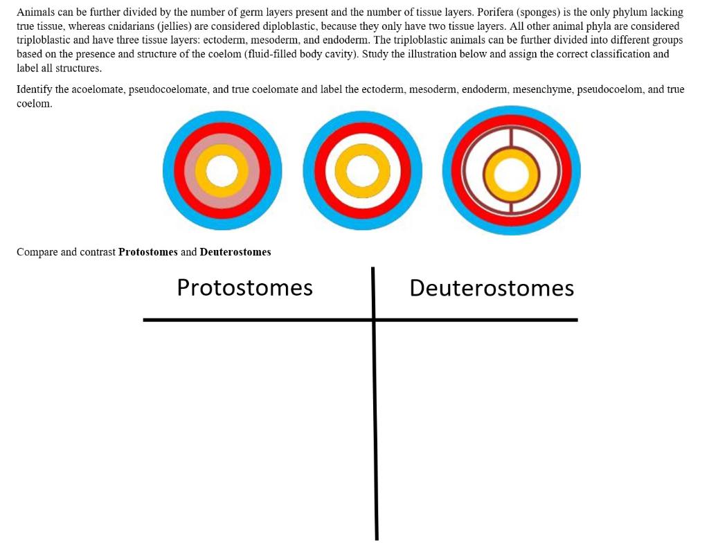 Solved Animals can be further divided by the number of germ | Chegg.com