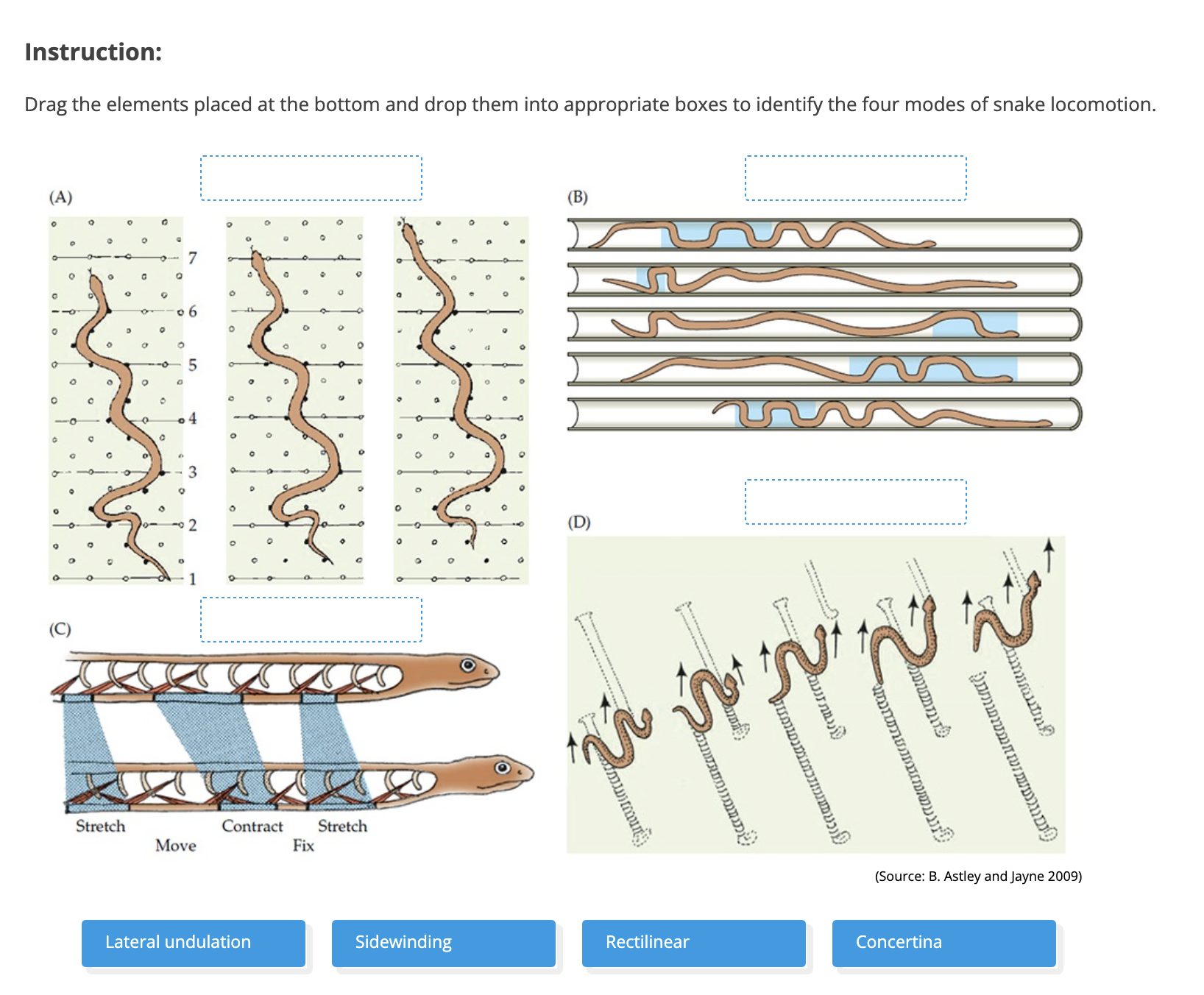 Solved Instruction: Drag the elements placed at the bottom | Chegg.com