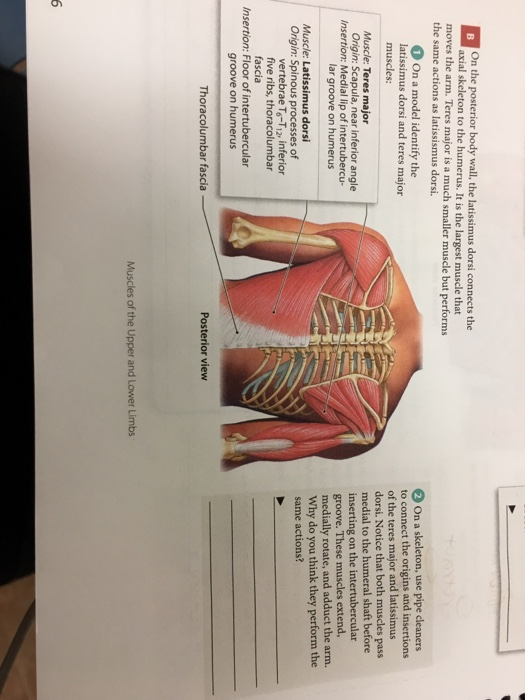 Solved Examining Muscles of the Shoulder That Move the Arm | Chegg.com