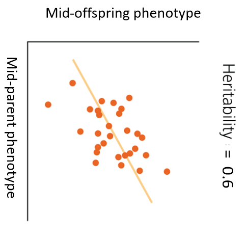 Solved When you regress mid-offspring phenotype on | Chegg.com