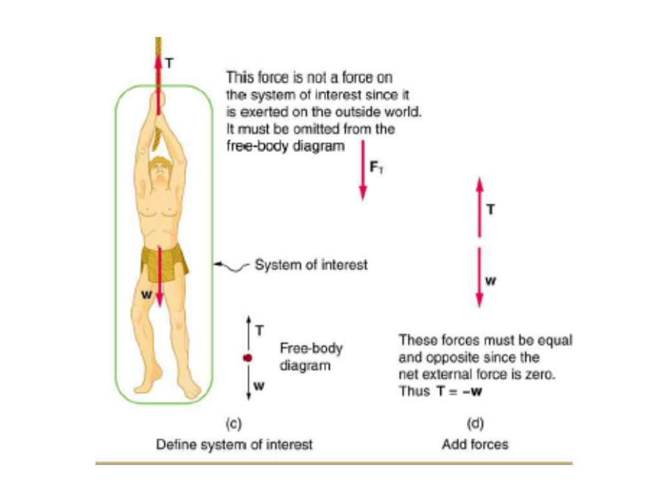 Solved (a) What force (in Newtons) does a trampoline have to | Chegg.com