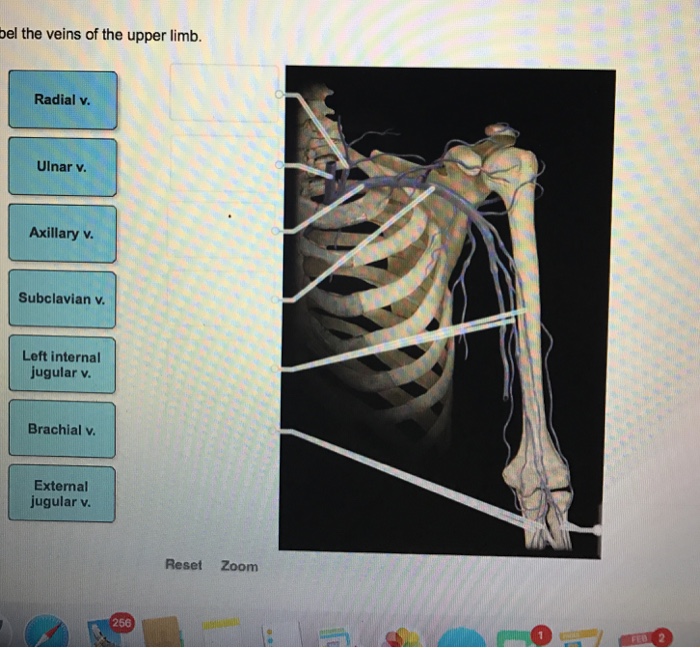 Solved bell the veins of the upper limb. Radial v. Ulnar v. | Chegg.com