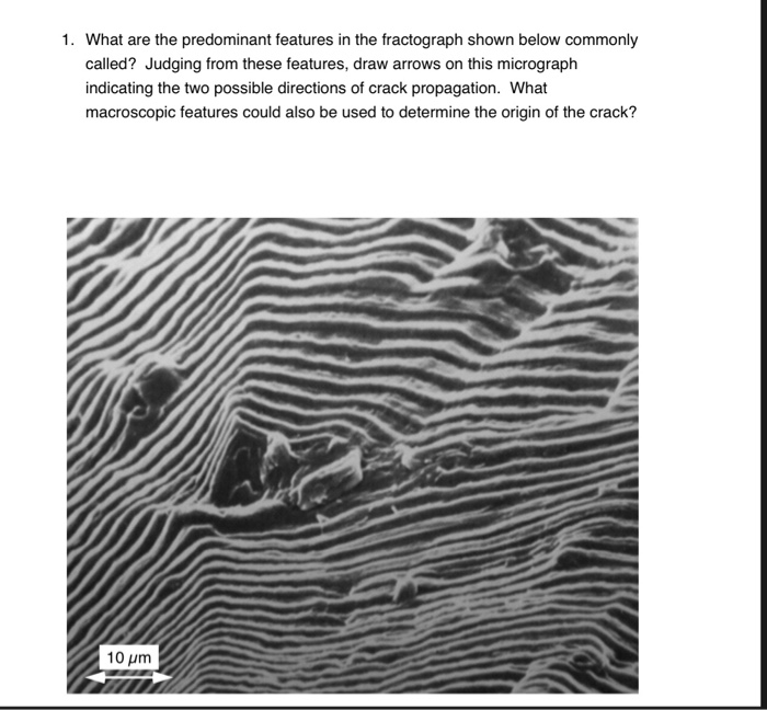 Solved 1. What are the predominant features in the | Chegg.com