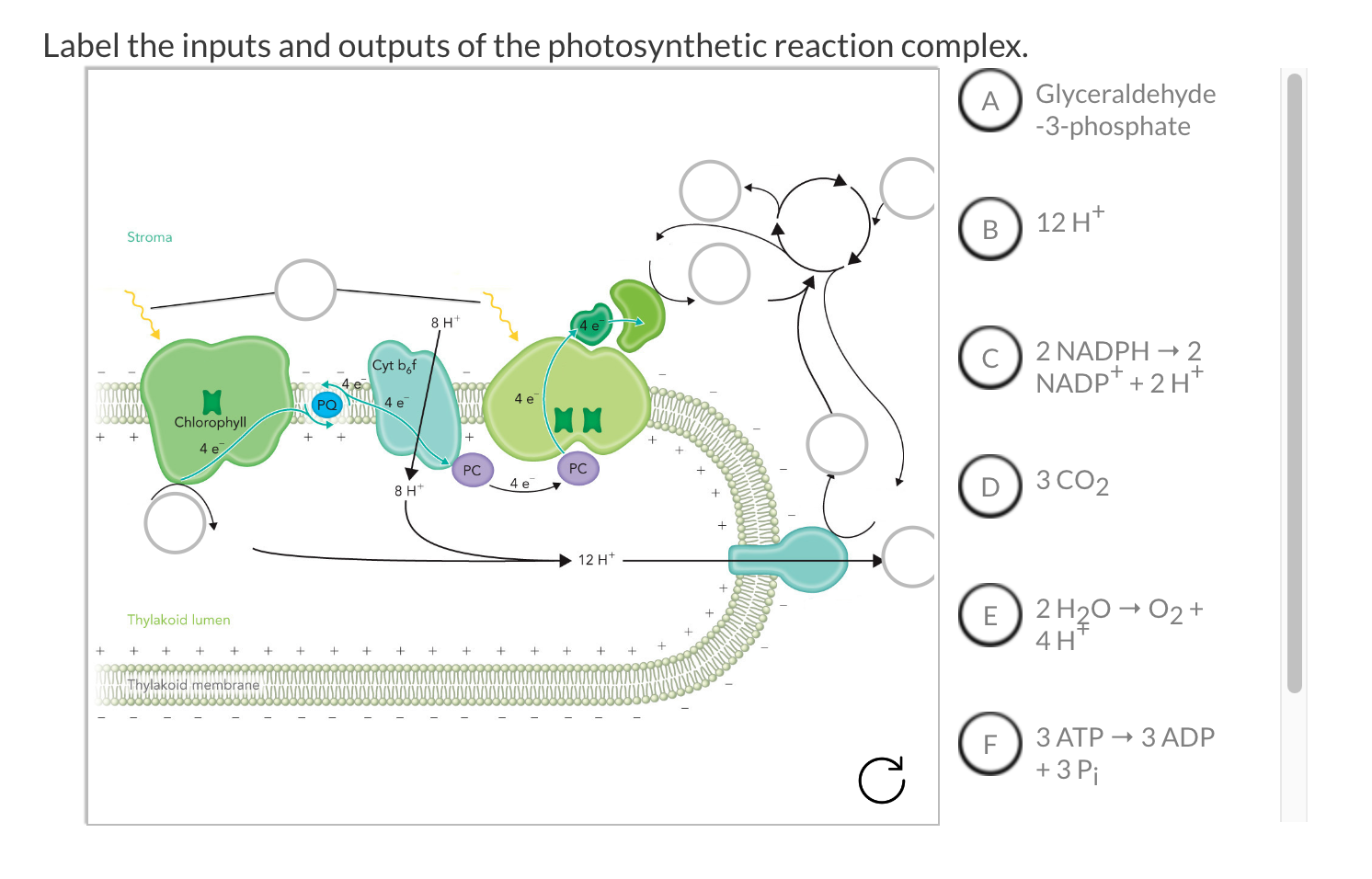 Solved Label the inputs and outputs of the photosynthetic | Chegg.com
