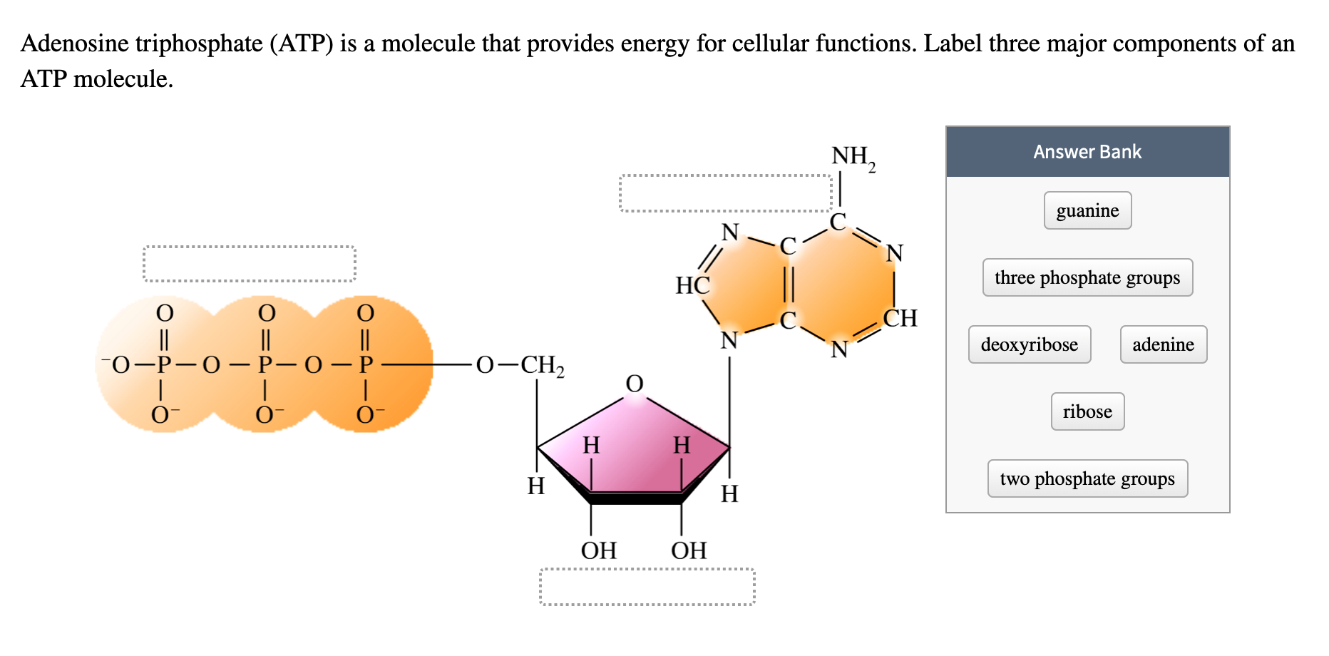 What Are The Three Parts Of An Atp Molecule