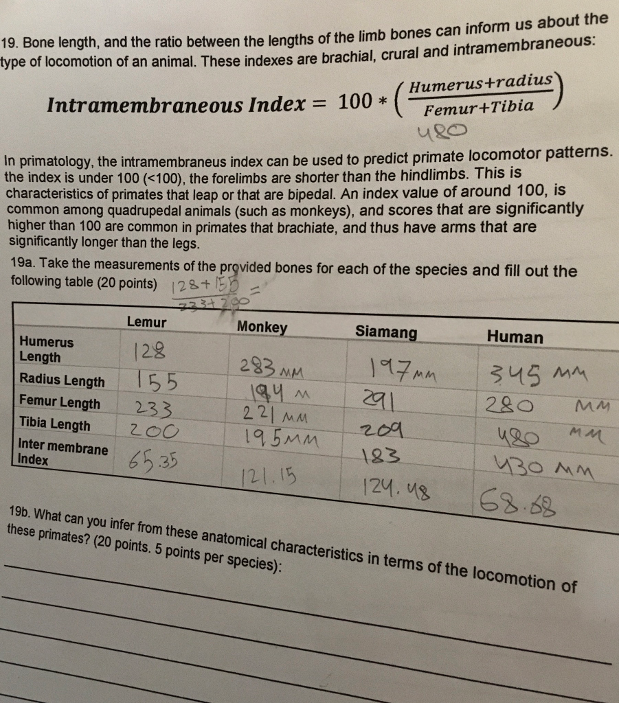 19. Bone length, and the ratio between the lengths of | Chegg.com