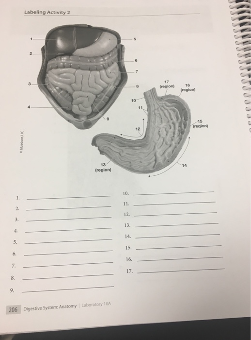 Solved Labeling Activity 2 (region) 16 10 15 12 14 (region) | Chegg.com