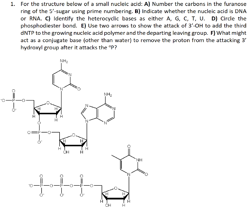Solved 1. For the structure below of a small nucleic acid: | Chegg.com