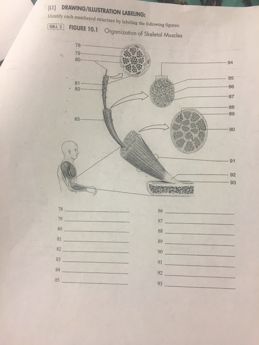 Solved Identify each numbered structure by labeling the | Chegg.com
