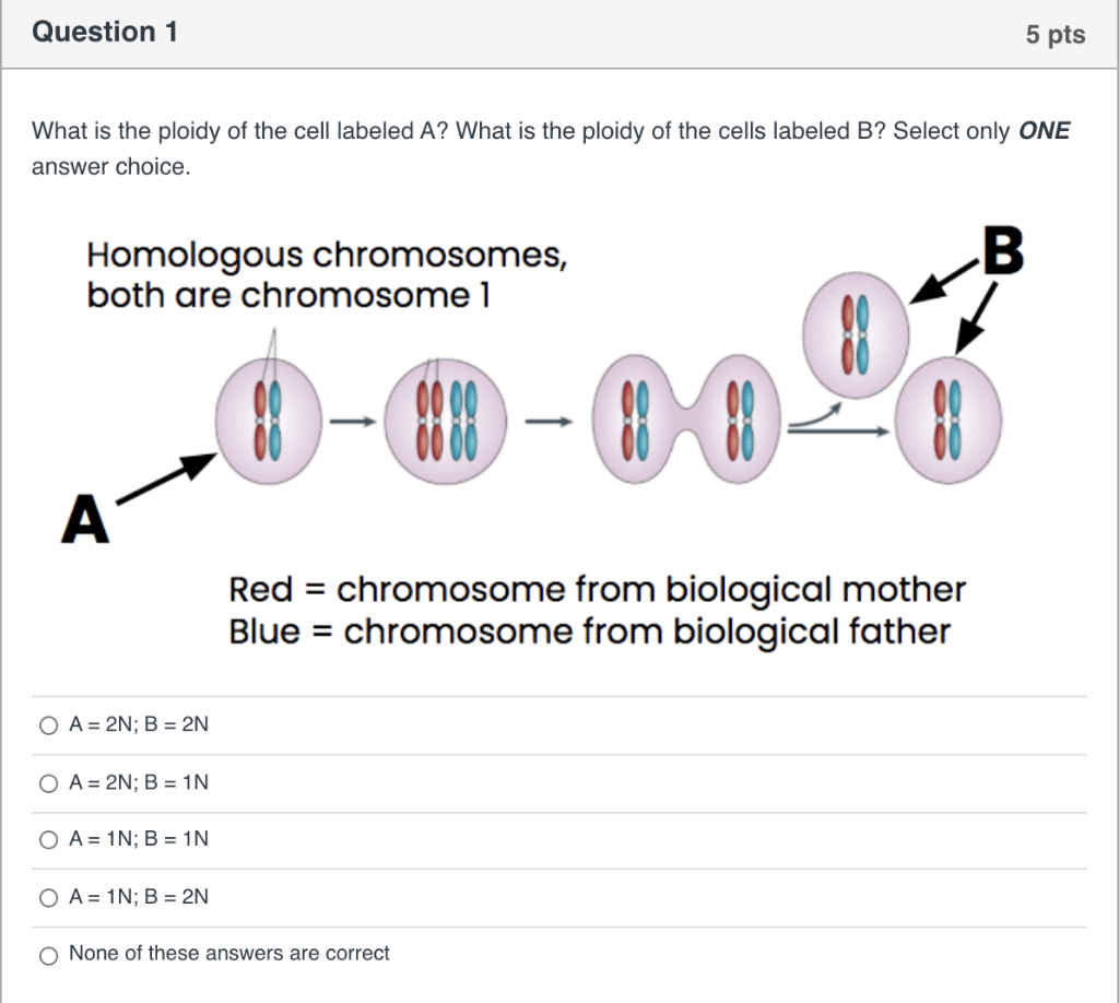Solved Question 1 5 pts What is the ploidy of the cell | Chegg.com