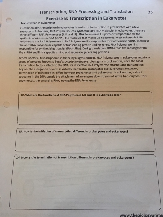 Solved Transcription, RNA Processing and Translation | Chegg.com