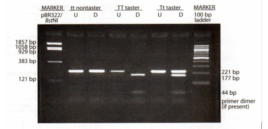 Solved A TAS2R38 heterozygote sample can be found in lane 7. | Chegg.com