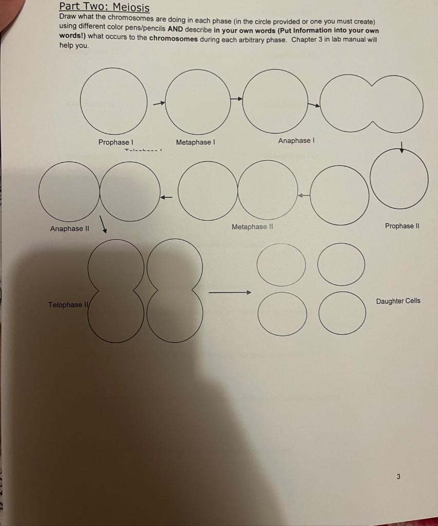 Solved Part Two: Meiosis Draw what the chromosomes are doing | Chegg.com