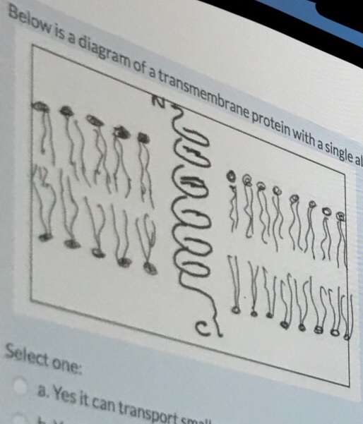 Solved 17.Below is a diagram of a transmembrane protein with | Chegg.com