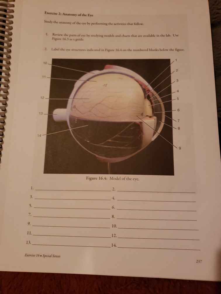 Solved Exercise 2. Anatomy of the Eye Study the anatomy of | Chegg.com