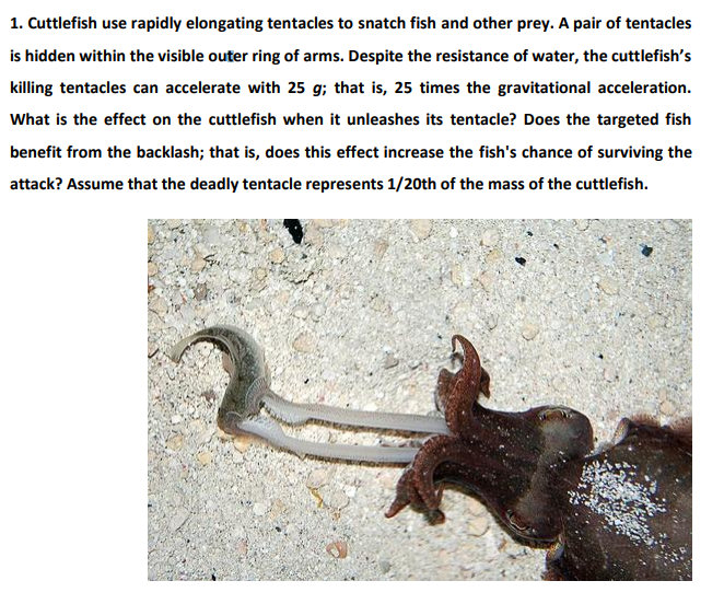Cuttlefish Catching Prey
