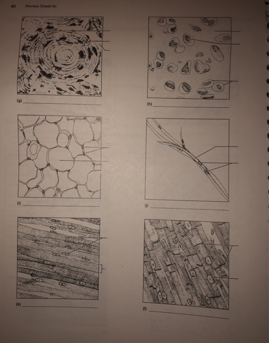 Solved LAB TIME/DATE 6 REVIEW SHEET EXERCISE Classification | Chegg.com