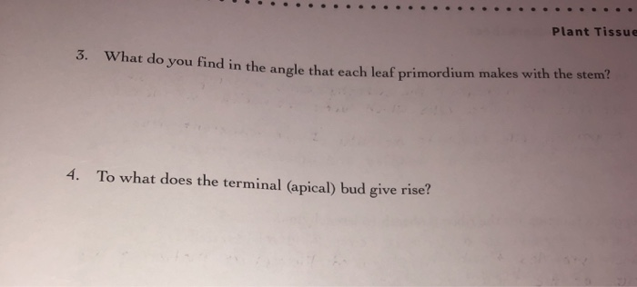 Solved Plant Tissue š. What do you find in the angle that | Chegg.com