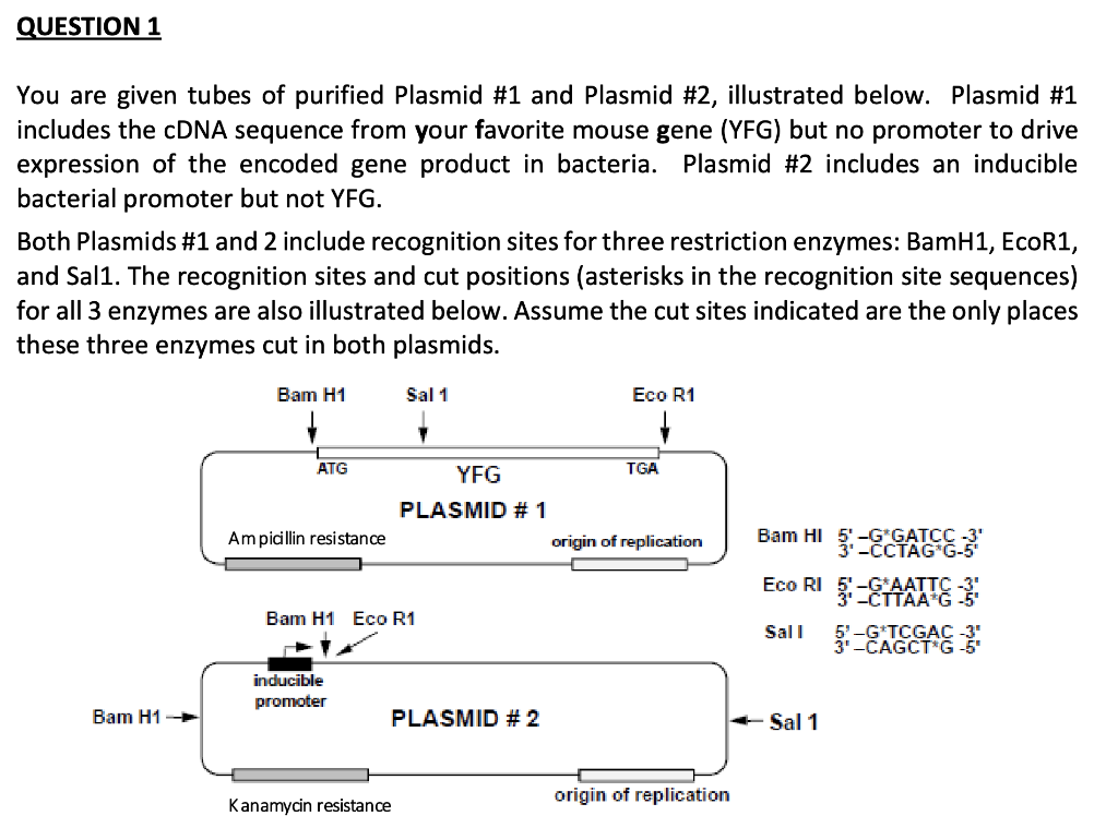 Solved QUESTION 1 You are given tubes of purified Plasmid #1 | Chegg.com