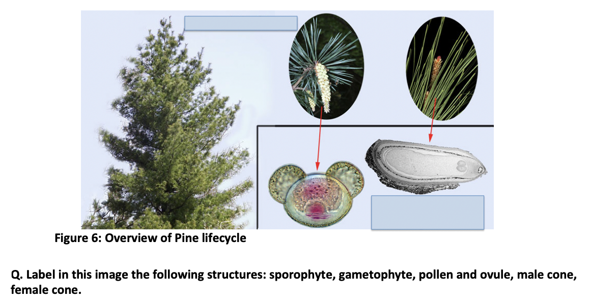 Solved Figure 6: Overview of Pine lifecycle Q. Label in this | Chegg.com