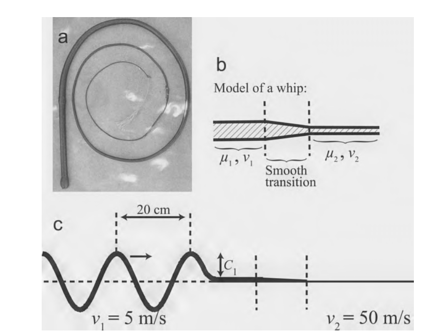 Model of a whip: Smooth transition 20 cm v. = 5 m/s | Chegg.com