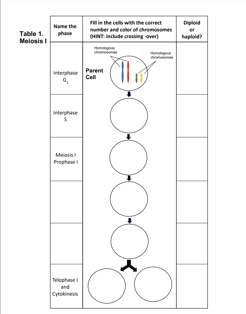 Solved Table 2. Meiosis II | Chegg.com