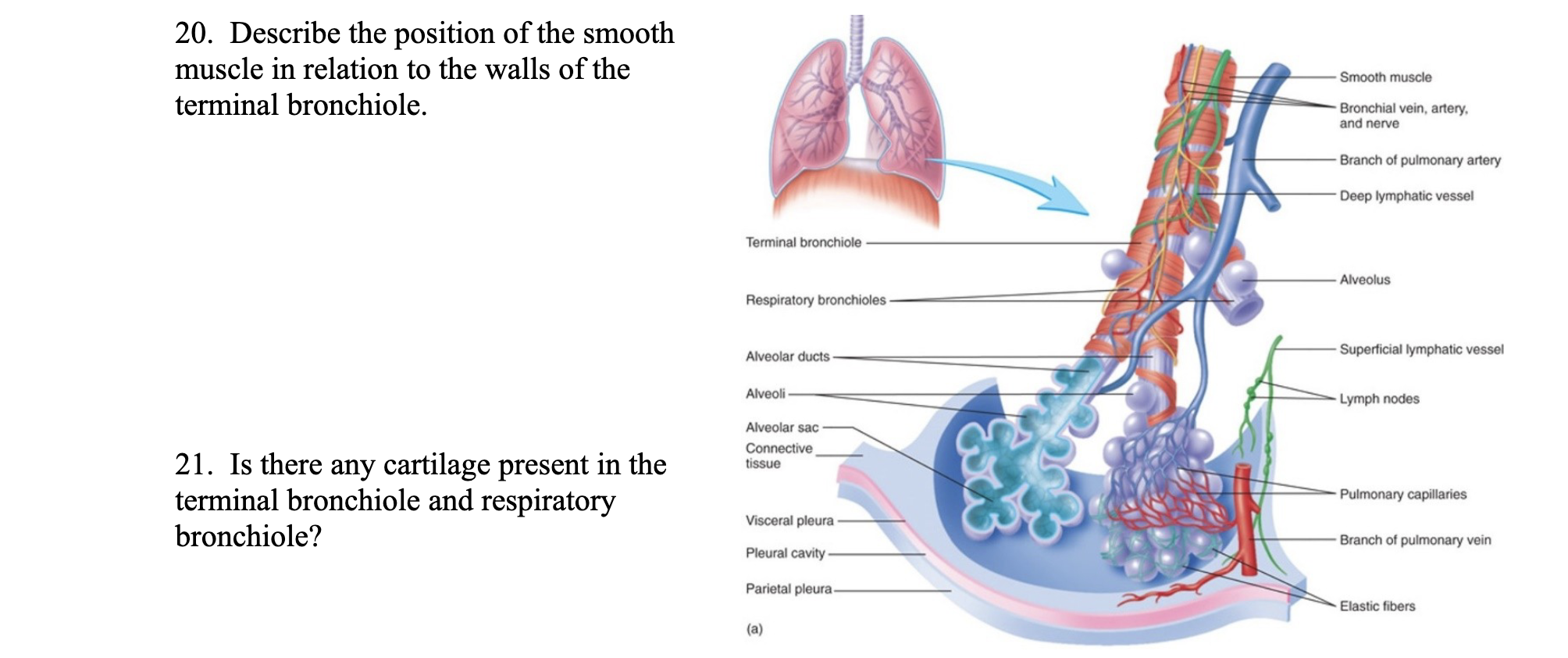 Solved 20. Describe the position of the smooth muscle in | Chegg.com
