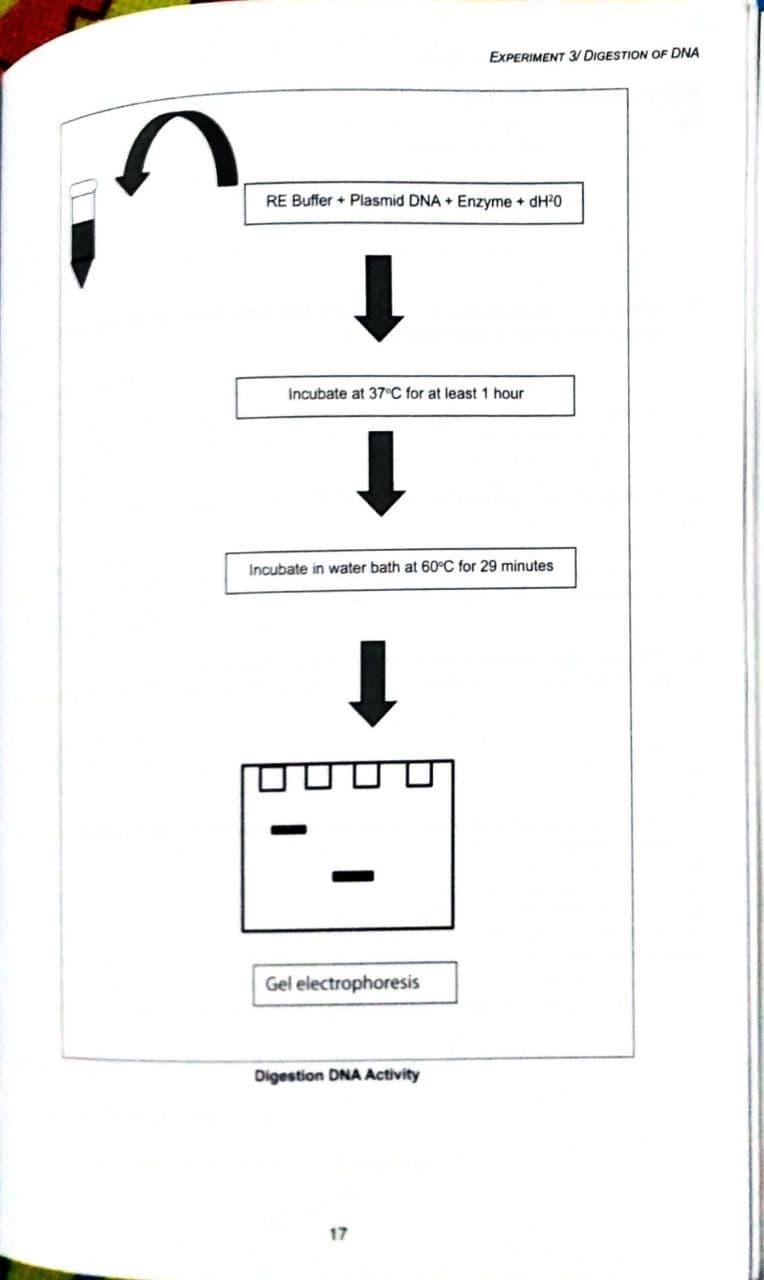 Solved Experiment 3 Digestion of DNA de INTRODUCTION | Chegg.com