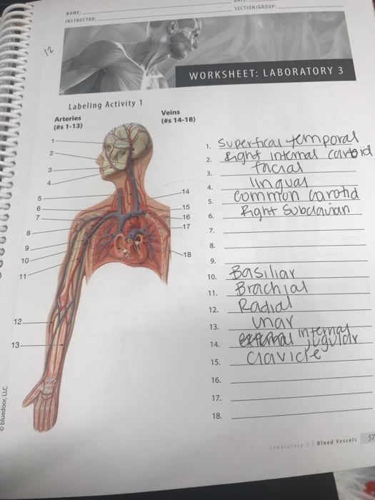 Solved NAME INSTRUCTOR SECTION GROUP WORKSHEET LABORATO Chegg