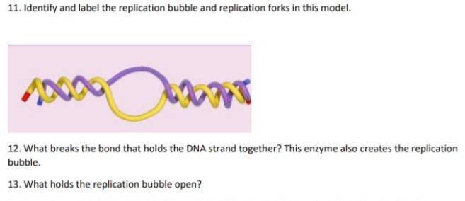 Solved 11. Identify and label the replication bubble and | Chegg.com