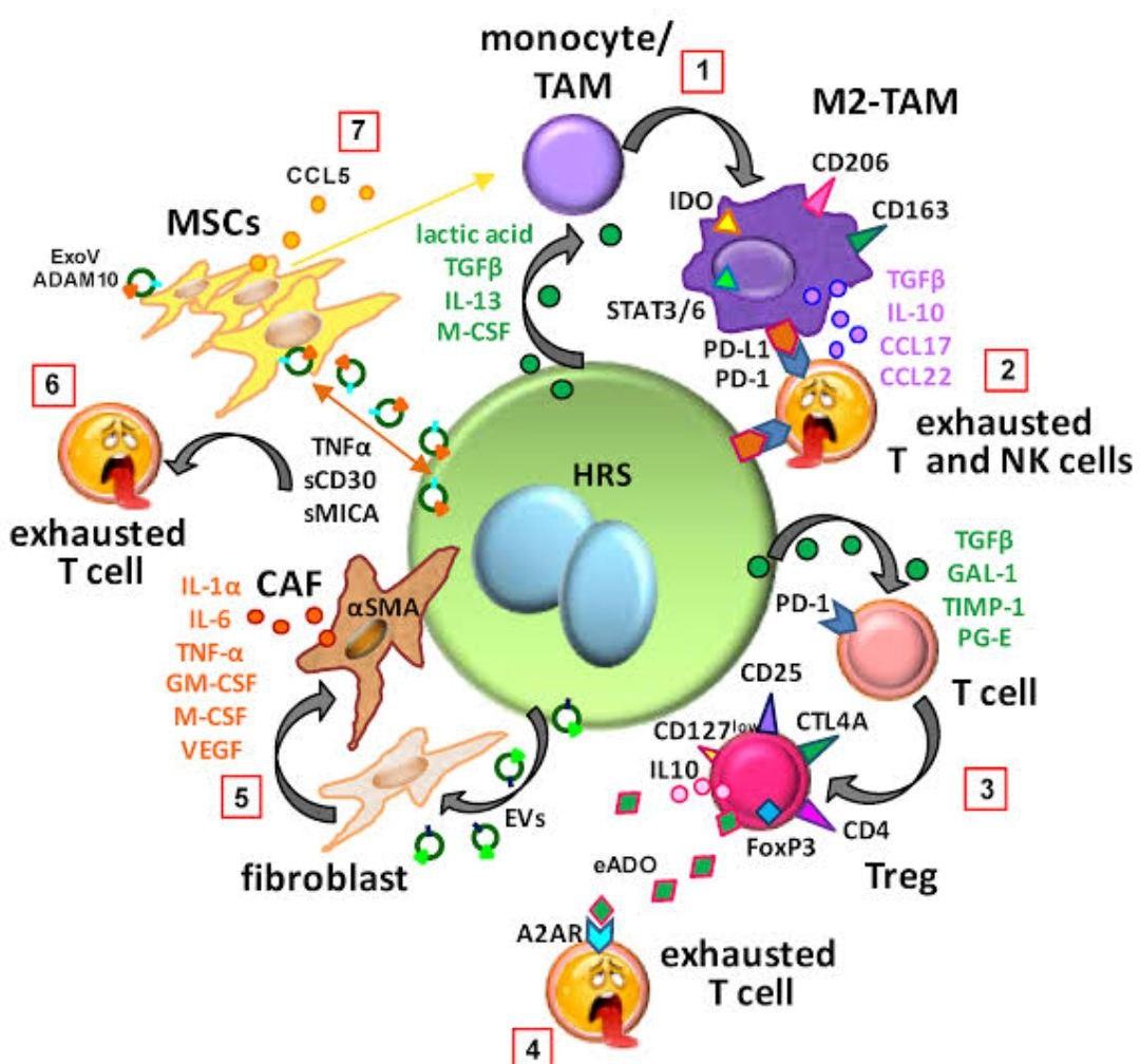 Solved monocyte/ TAM 1 7 M2-TAM CD206 CCL5 IDO CD163 MSCS | Chegg.com