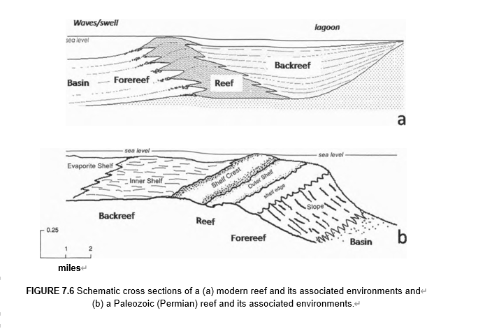 Solved Waves/swell sea level lagoon Backreef Basin Forereef | Chegg.com
