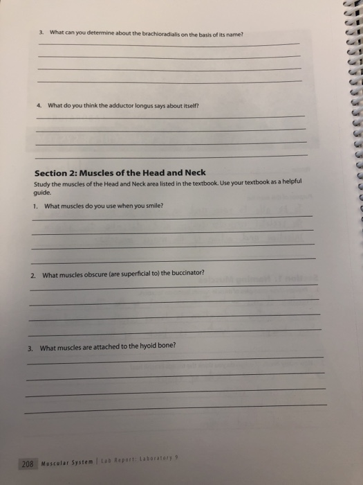 LABORATORY 9 LAB REPORT: MUSCULAR SYSTEM Name: Date: | Chegg.com